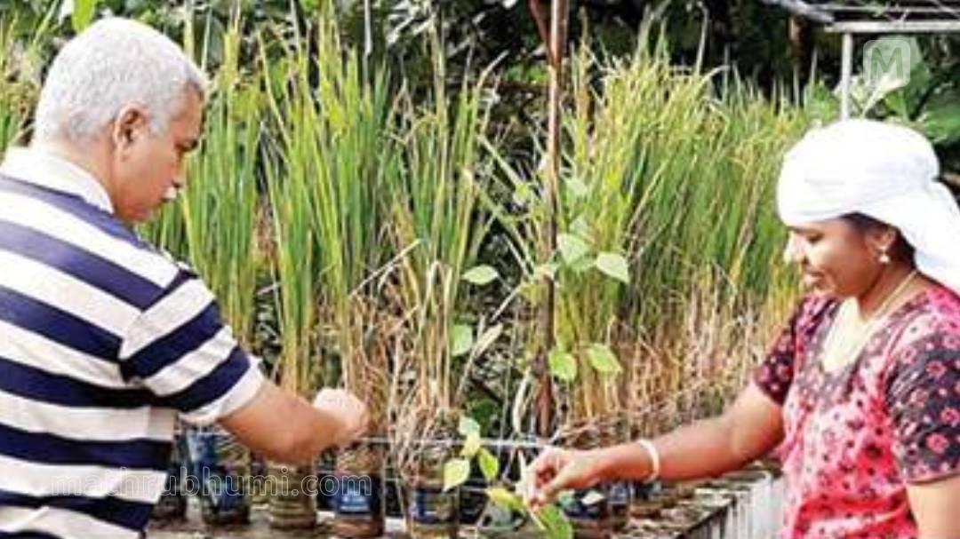 Couple cultivates paddy in plastic bottles on terrace; manages ...