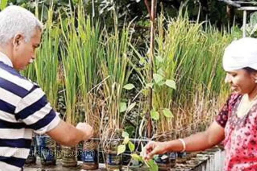Couple cultivates paddy in plastic bottles on terrace; manages ...