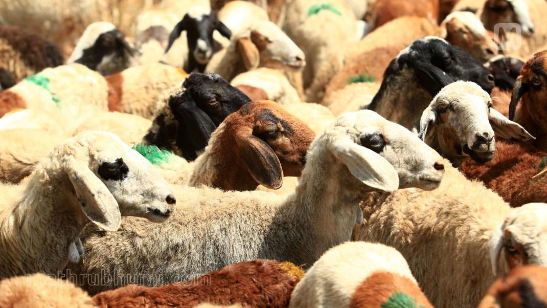 Protect your goats from PPR aka goat plague