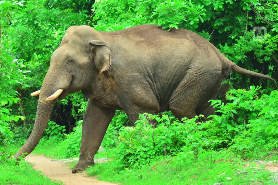 Choose harmless ways to get rid of wild animals