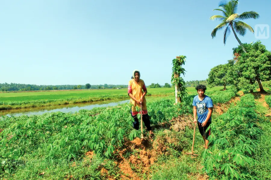 3-acre barren land turned into high-yielding farm; Thrissur woman ...