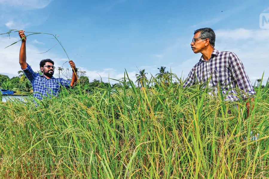 Duo working in agriculture sector grow rare paddy varieties