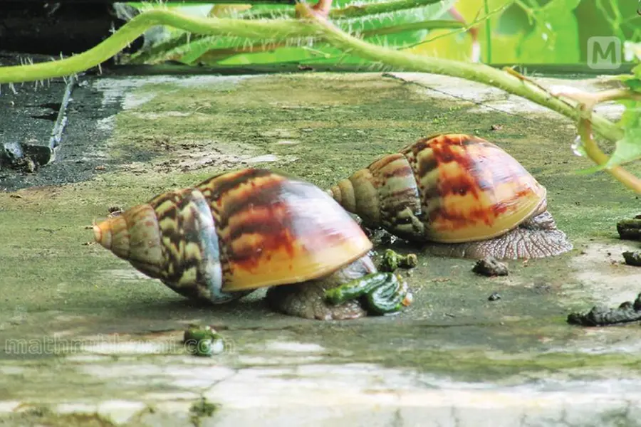 Agriculture dept takes action to control African Snails in Poolani