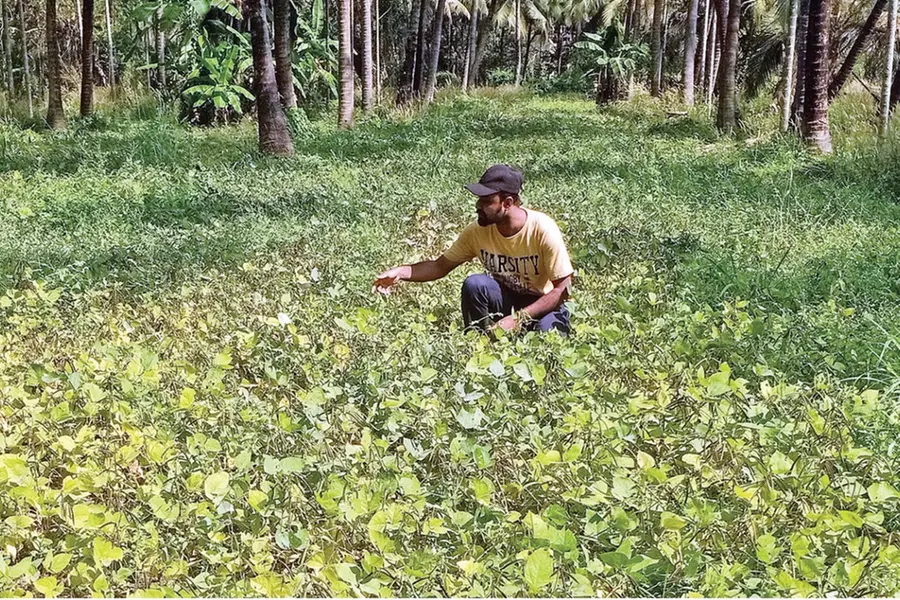 Gulf returnee grows green gram; expects high yield | English Archives