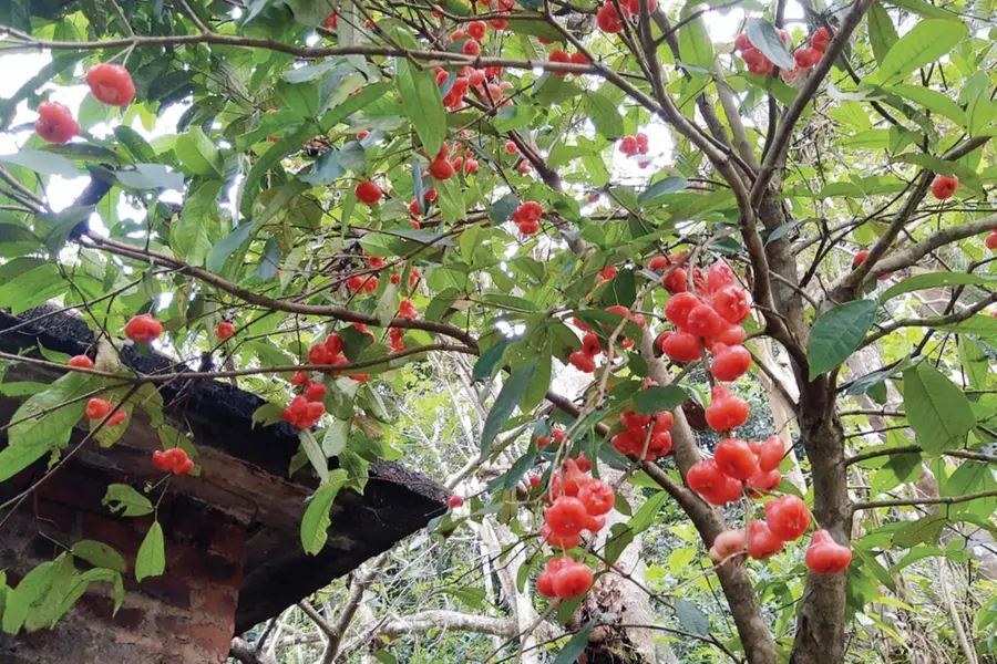 Champakka wasted on large scale; no scheme to make value added products