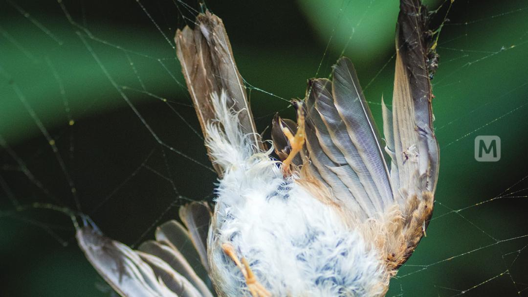 Bird trapped in spider web; rare picture captured from Vagamon ...