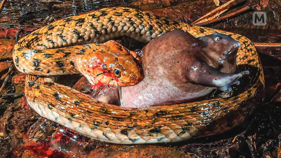 Finally, scientists identify predators of purple frog