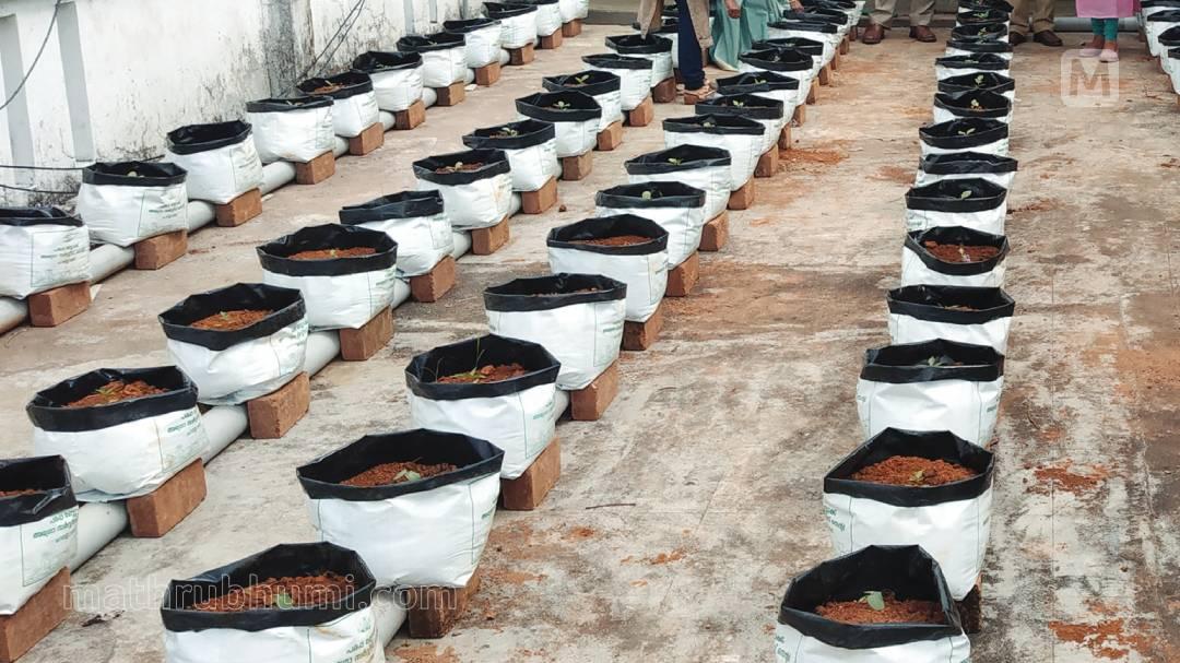 Grow bag farming: Things to remember to ensure good yield