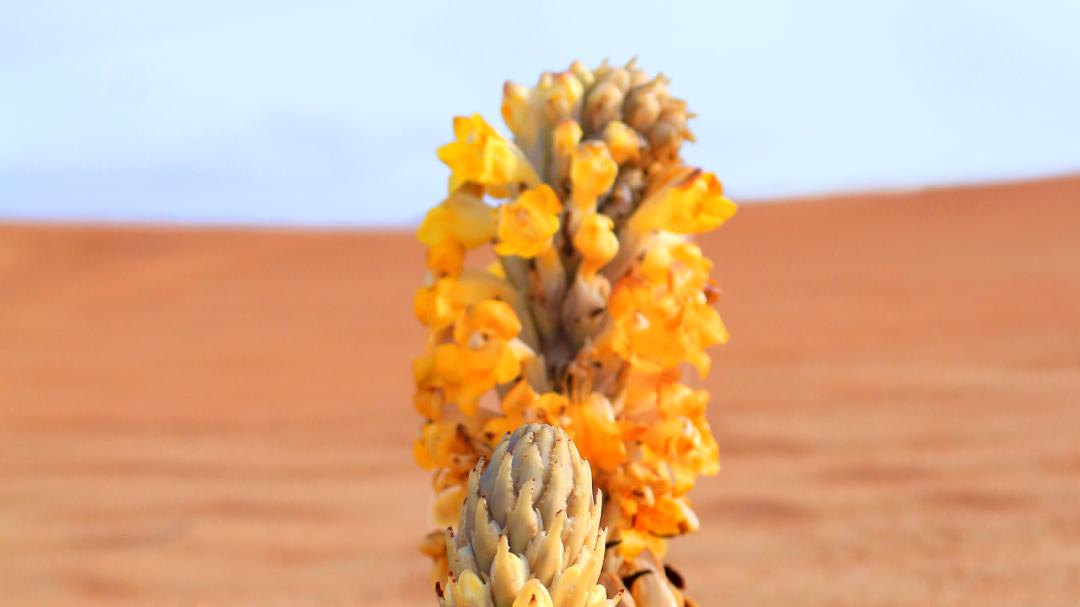 Methuselah’s breakfast: An all flower bearing parasite plant of the ...