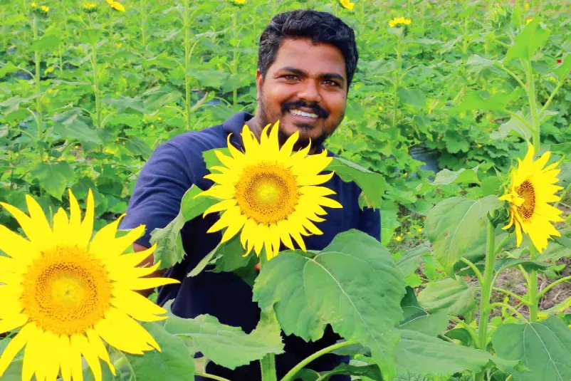 Young farmer converts paddy fields into sunflower farm in Alappuzha