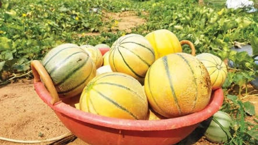 Shamam grows in Kerala too; experiment by Malappuram KVK proves successful