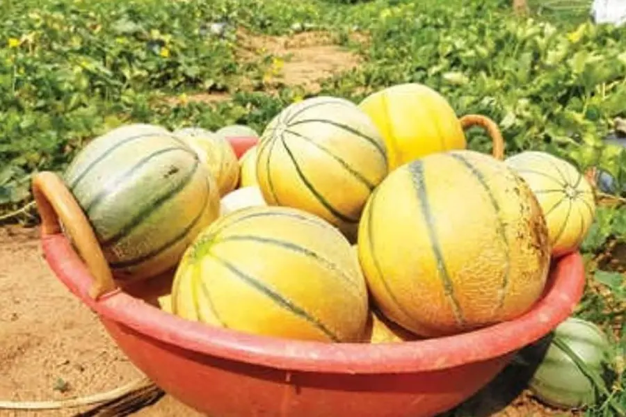 Shamam grows in Kerala too; experiment by Malappuram KVK proves ...