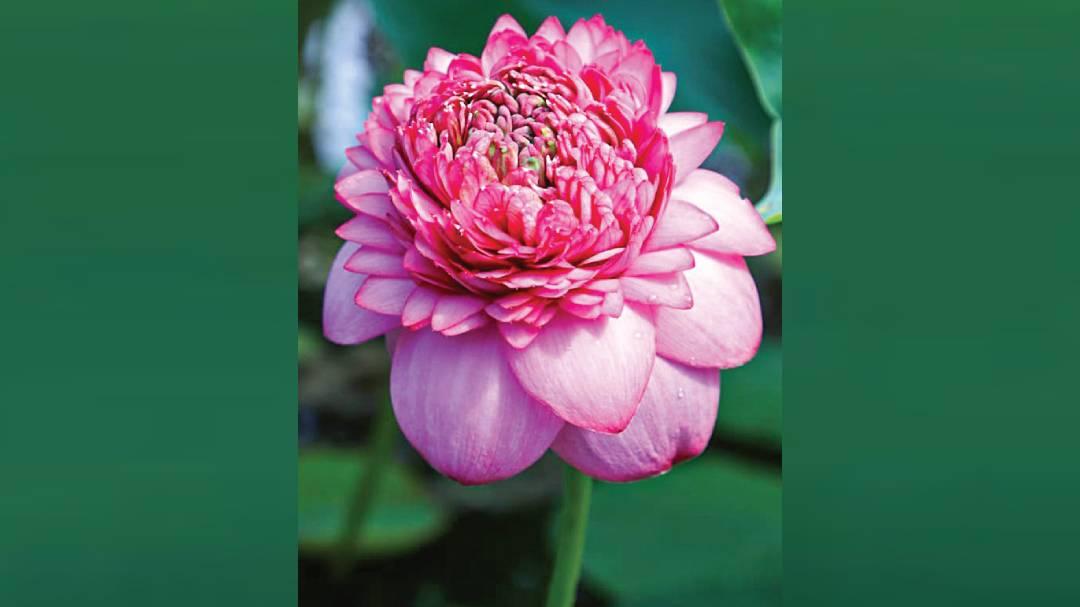 Thousand petal lotus blooms at Thriprayar too