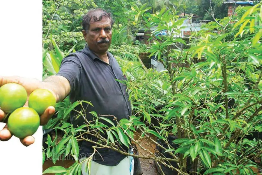 വ്യത്യസ്ത രാജ്യങ്ങളില്‍നിന്നുള്ള ഇരുനൂറോളം പഴ വര്‍ഗങ്ങള്‍; ഈ വീടിനുണ്ട് ...