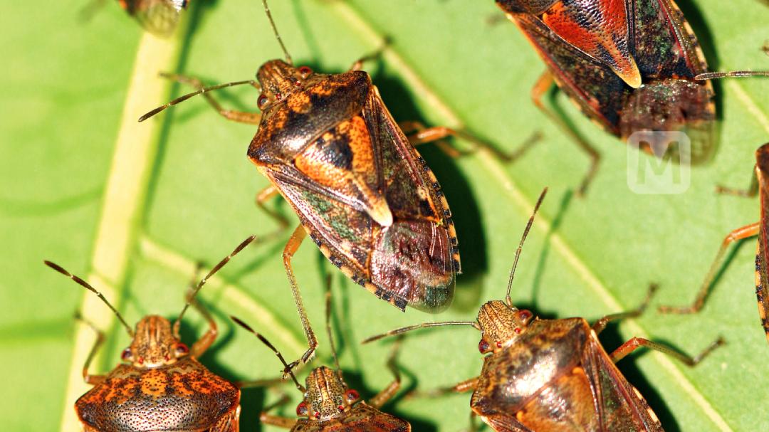 Bamboo seed bug attack reported in Sultan Bathery after 30 years