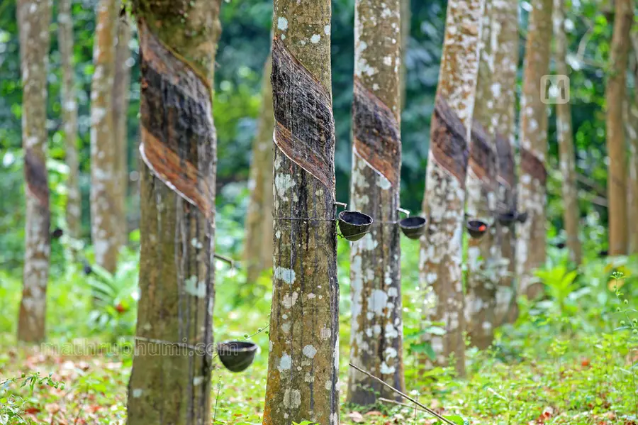 Kerala plays crucial role in rubber cultivation in North East