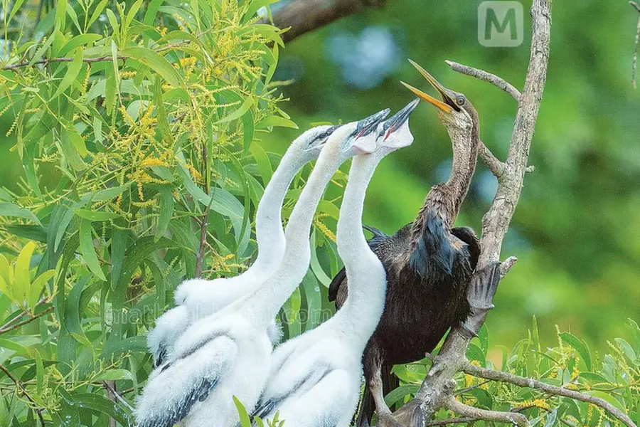 Waterfowls charm Kottayam despite being threatened