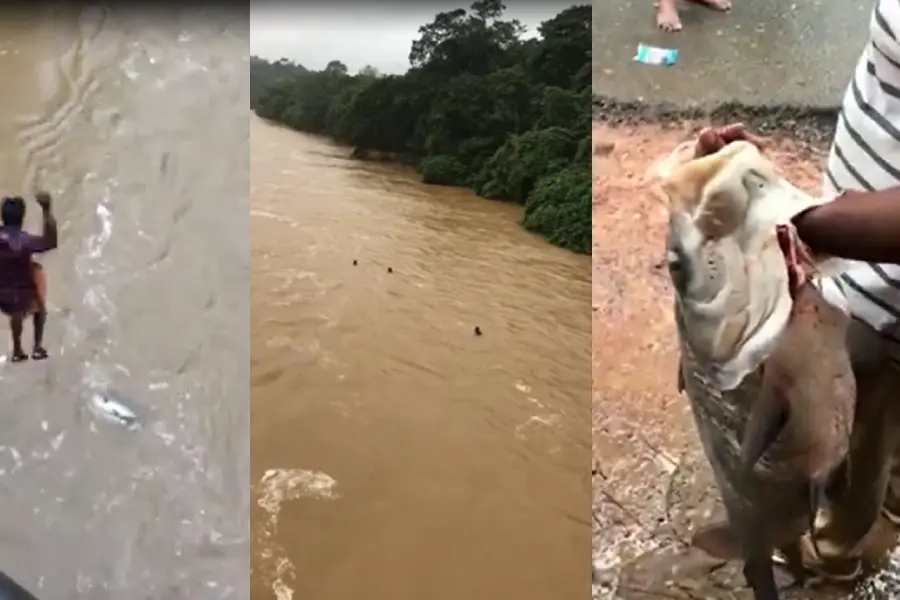 Youngsters jump into river to catch giant fish after dam opening; video ...