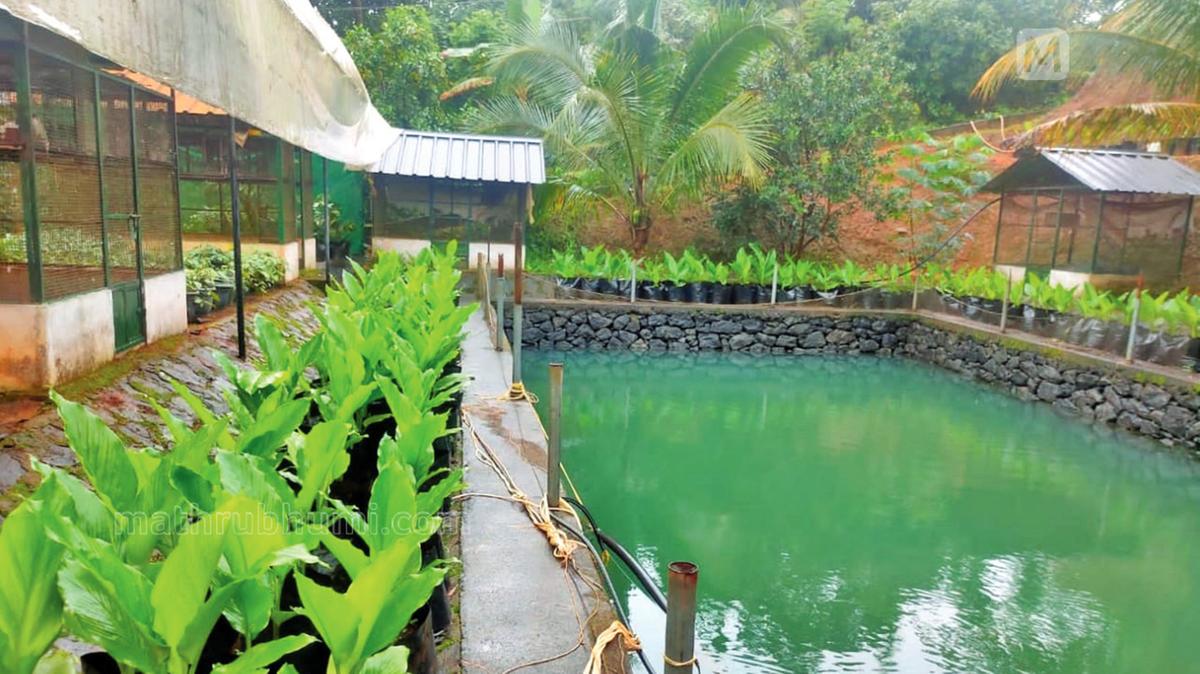 Brothers reap success through integrated farming in Kakkadampoyil ...