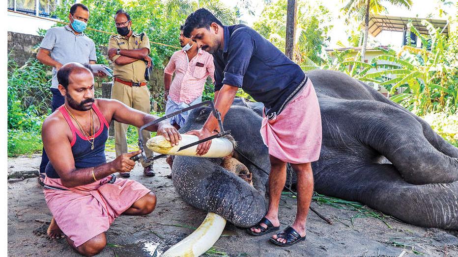 Elephants undergo tusk trimming at Guruvayur elephant camp
