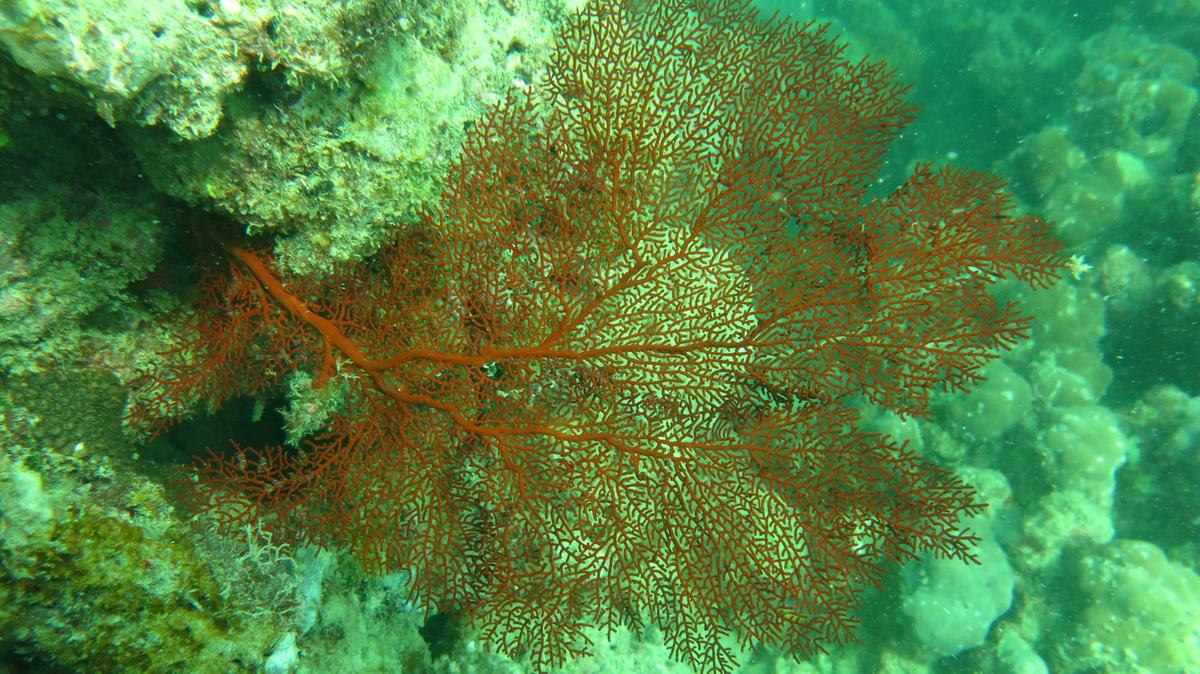 Coral Reefs: A closer look into the diverse marine ecosystem