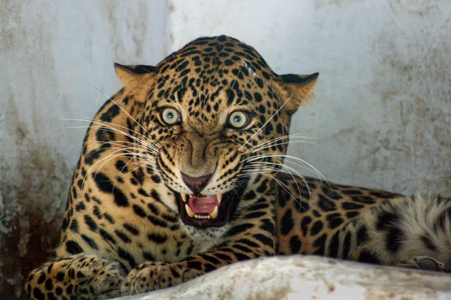 Leopard attack in Valparai: Body of 4-year-old girl found in tea estate ...