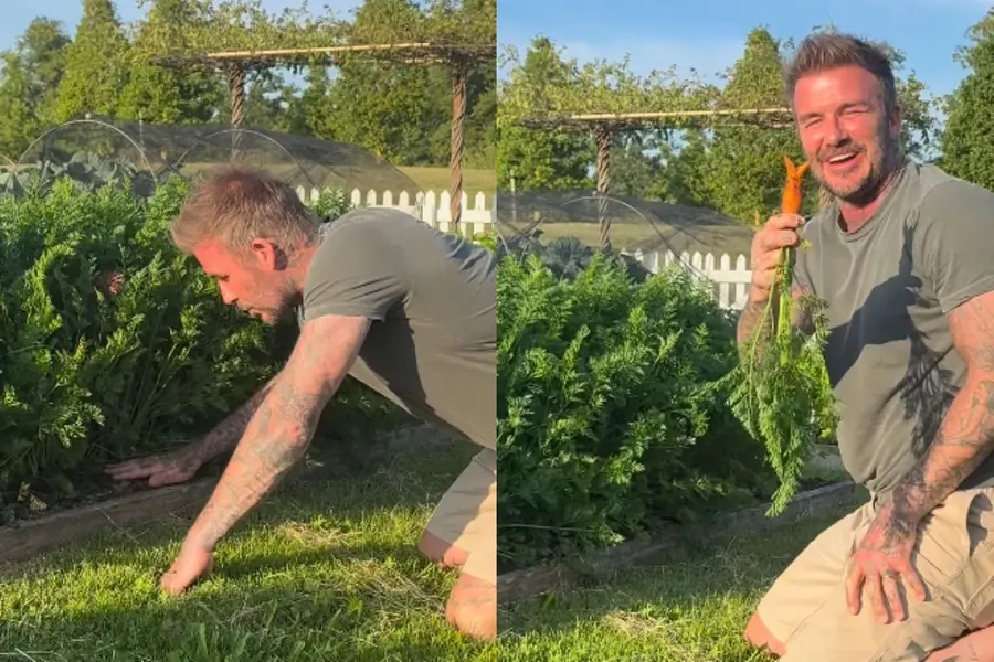 David Beckham shows off his gardening skills, leaves wife Victoria in ...