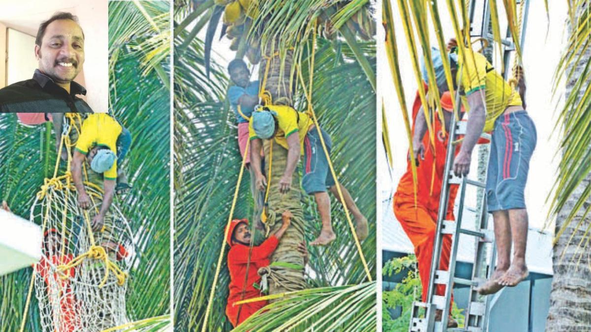 Man dies atop coconut tree in Kochi; body recovered after hours-long ...
