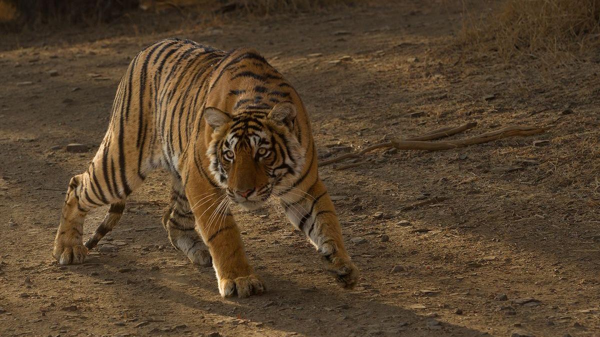 Arrowhead: The tigress who inherited a throne and legend | Mathrubhumi ...