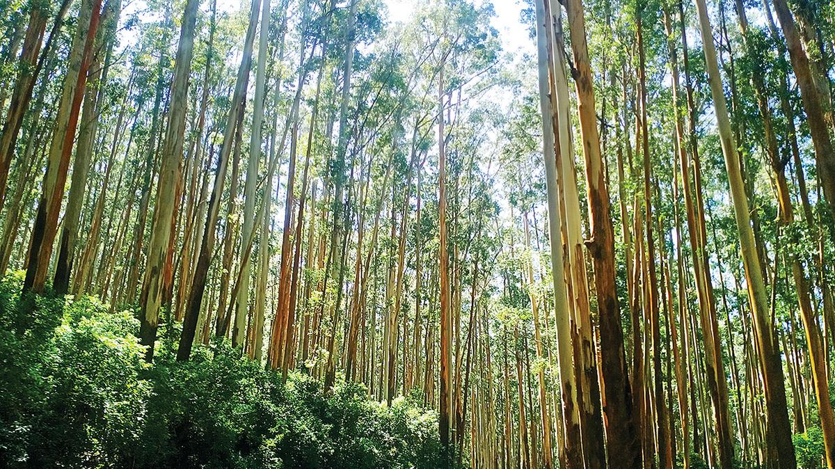Eucalyptus plantation scam: Kerala Forest Development Corporation ...