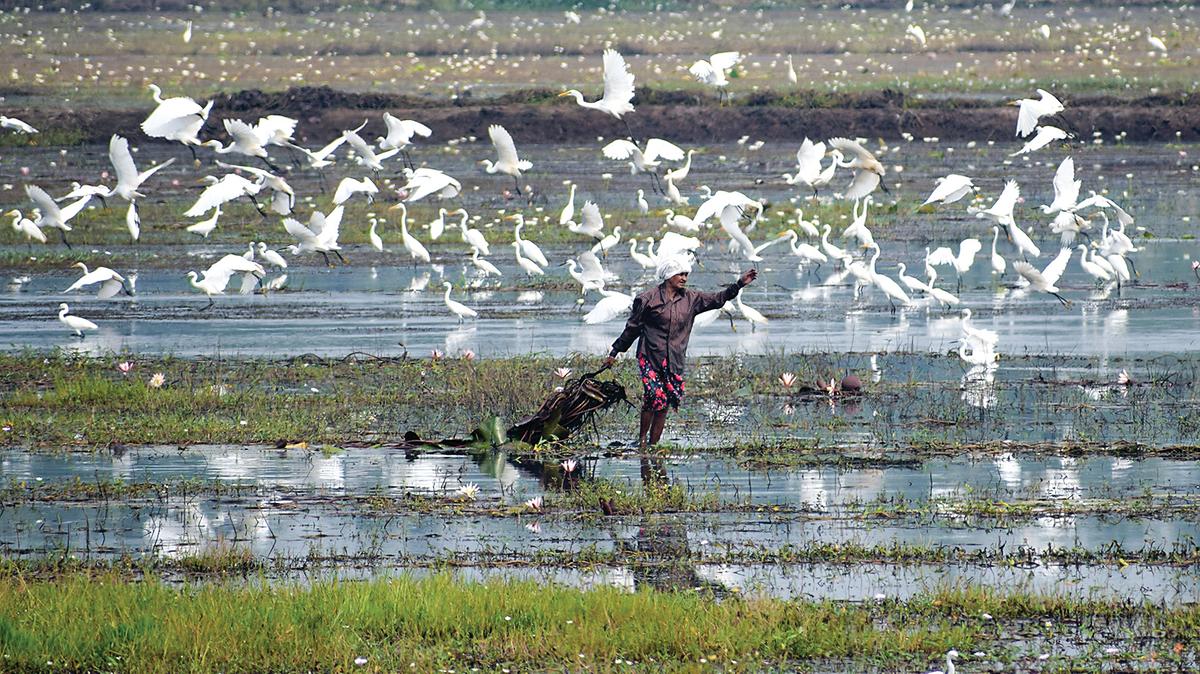 Kerala kole farmers in crisis: Delayed paddy payments and shrinking ...