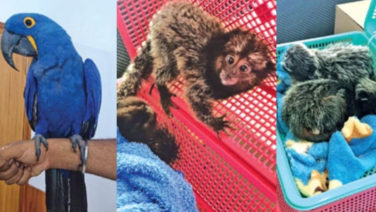 Couple caught smuggling exotic animals at Kochi airport; Hyacinth Macaw ...