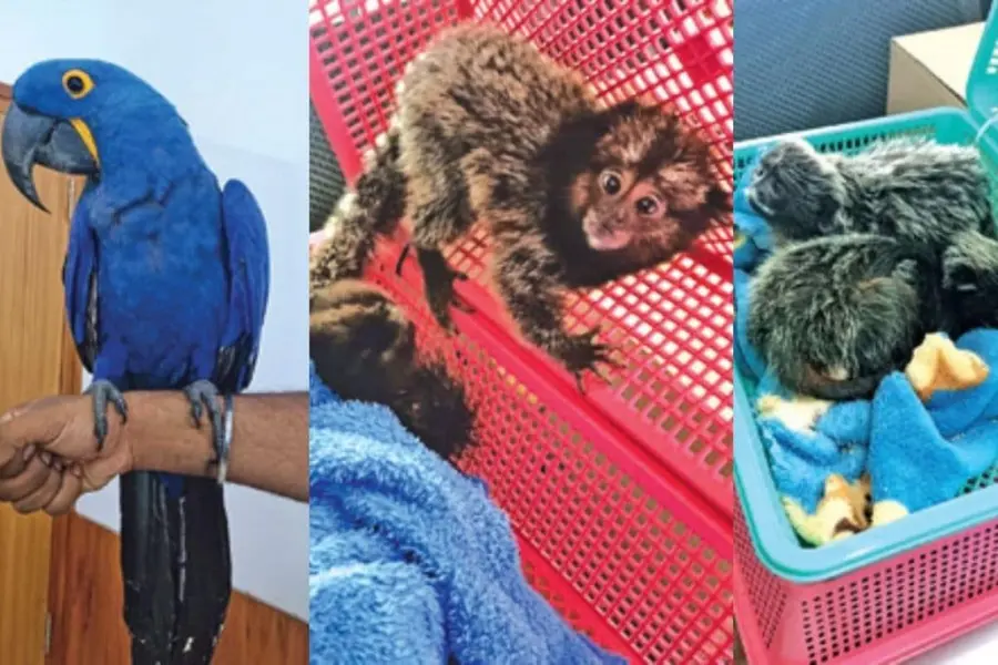 Couple caught smuggling exotic animals at Kochi airport; Hyacinth Macaw ...
