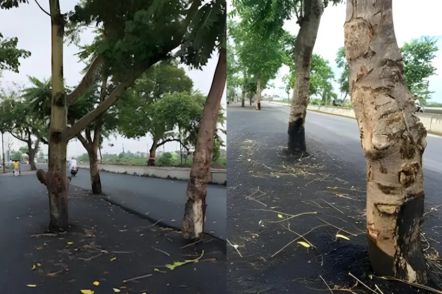 State highway or obstacle course? Trees left in middle of Bihar's ₹100 ...