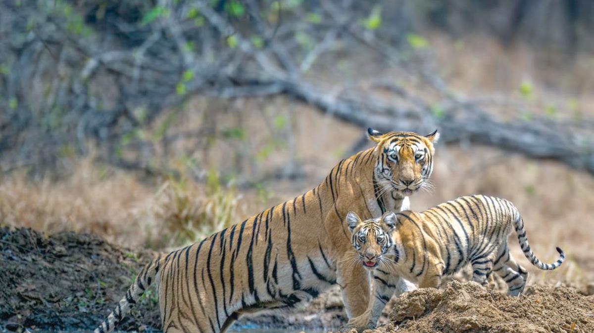 Centre launches plan to protect tigers outside reserves; Wayanad in ...
