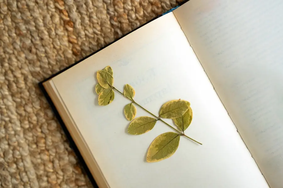 Word of the day, 08 July 2025: ‘Flyspeck’