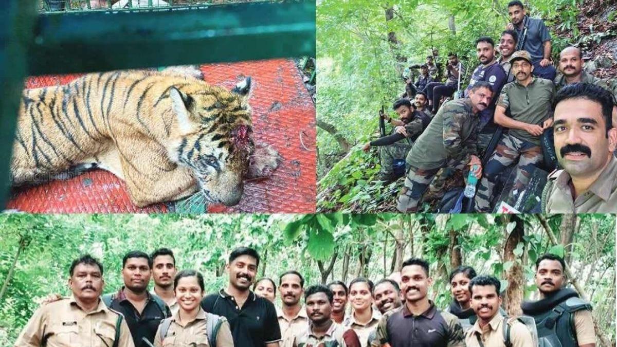 Operation man-eater! Kerala’s longest tiger hunt ends after 53 days; ₹6 ...