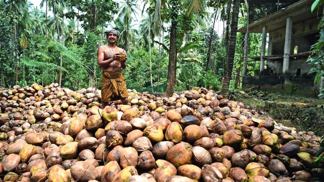 Temple ‘coconut breaking’ rituals hit by soaring prices in Kerala