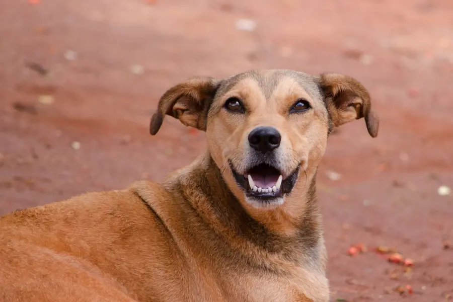 Stray dog attacks leave over 15 injured in Karnataka within 70 hours