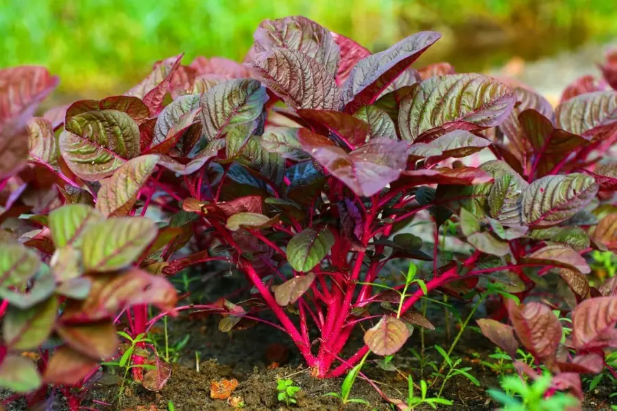 Kerala schools to grow native greens in garden to influence children’s ...