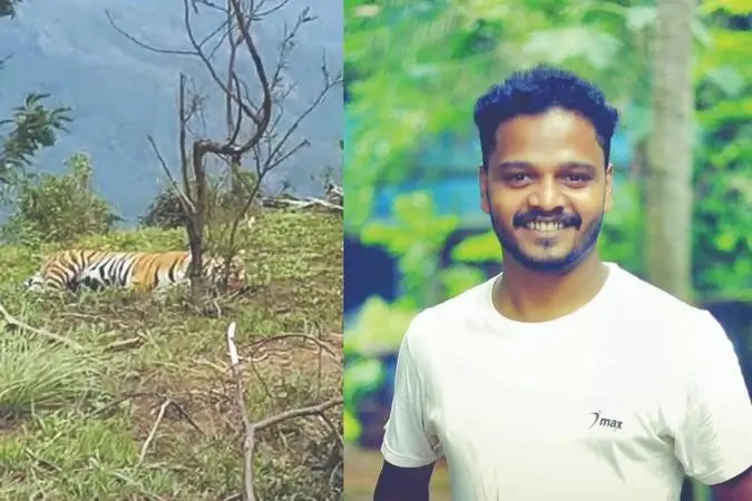 Reel turns real: Trekker captures resting tiger on hilltop near ...