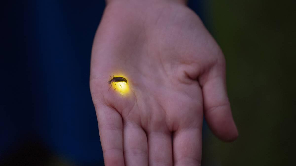 മിന്നാമിനുങ്ങുകള്‍ ഇല്ലാതാകുന്നു; ഇണചേരല്‍ ഇല്ലാതാക്കുന്ന എല്‍ഇഡി ...