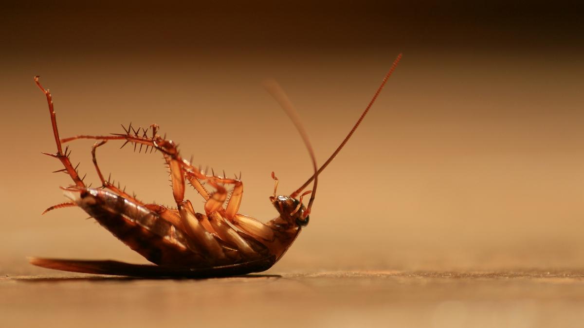 Six creepy facts about cockroaches you probably didn’t want to know