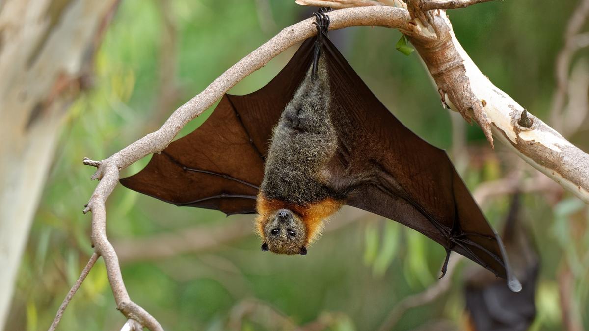 Suspected Nipah death in Palakkad; Contact list prepared, alert issued ...