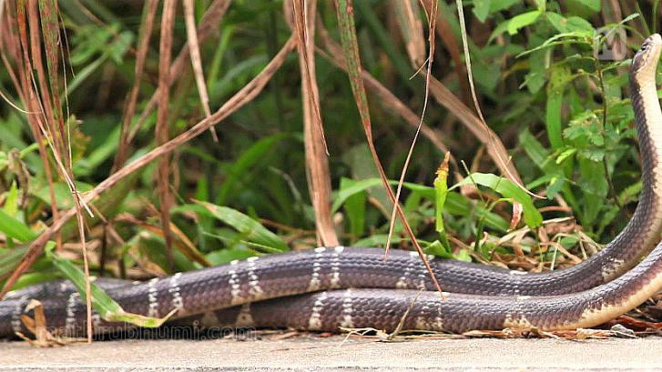 Snakes haunt TVM Secretariat: Cop bitten, one found among office files ...