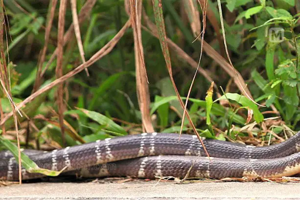 Snakes haunt TVM Secretariat: Cop bitten, one found among office files