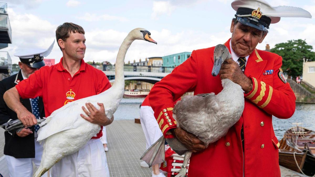 King's Swan census: Centuries-old ritual vital for modern conservation ...