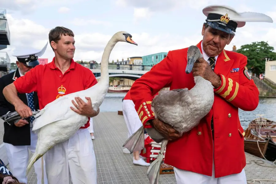King's Swan census: Centuries-old ritual vital for modern conservation ...