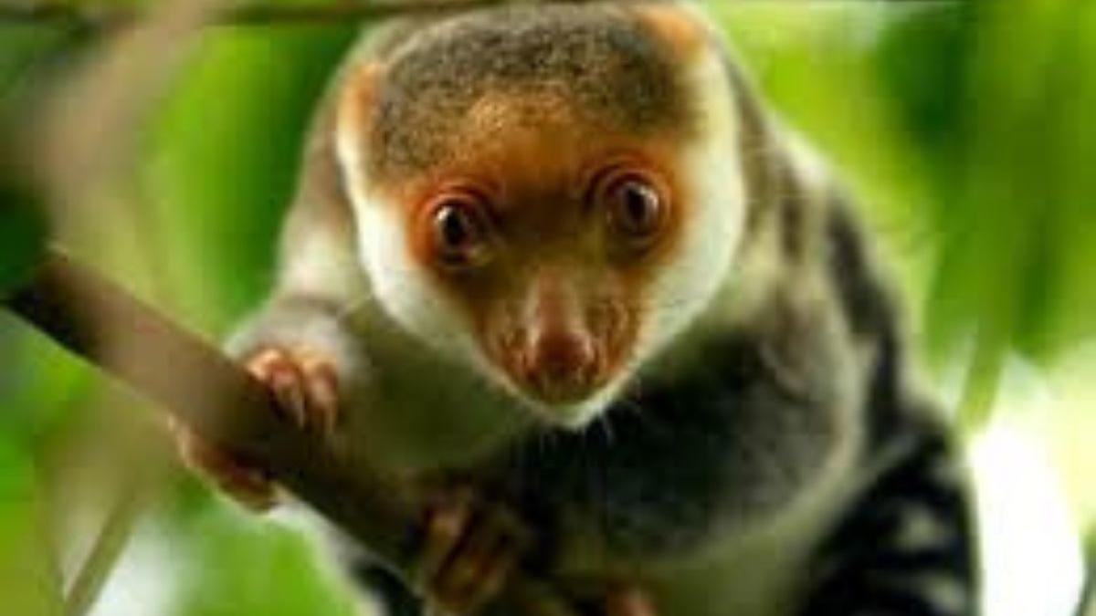 Exotic wildlife smuggling foiled at Kolkata Airport: Model caught with ...