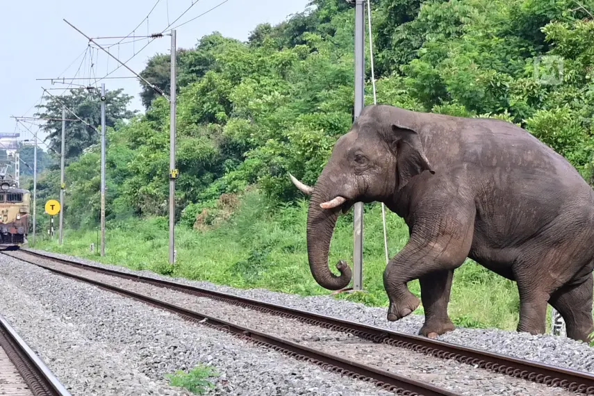Elephant safety first: Southern Railway to commission elephant ...